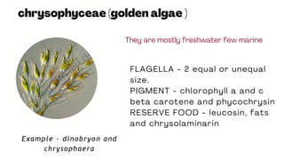 classification of Algae by fritsch ppt.pptx