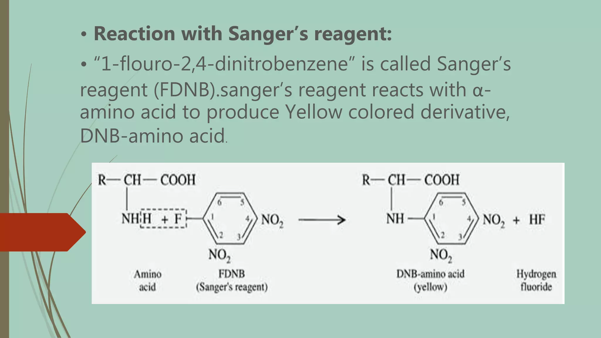 Classification of Amino Acid | PPTX