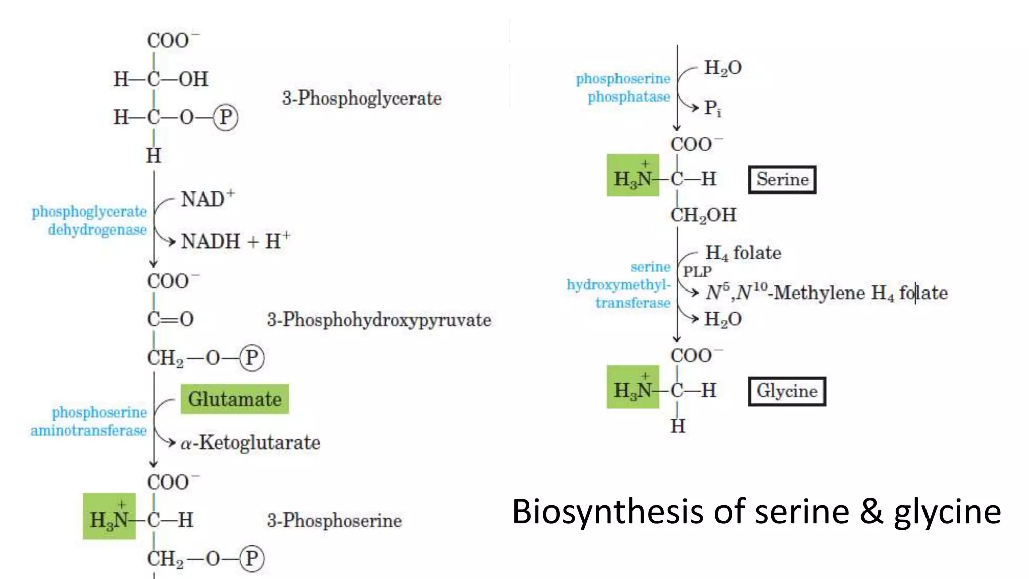 Classification of amino acids Prashant.pptx
