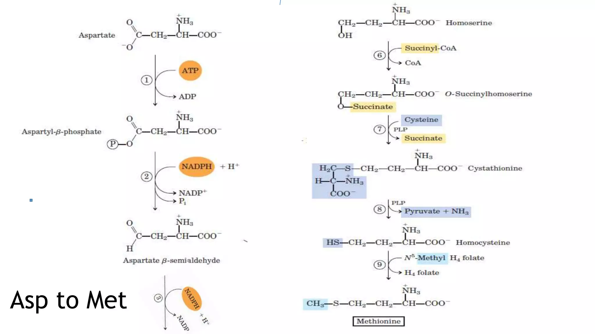 Classification of amino acids Prashant.pptx