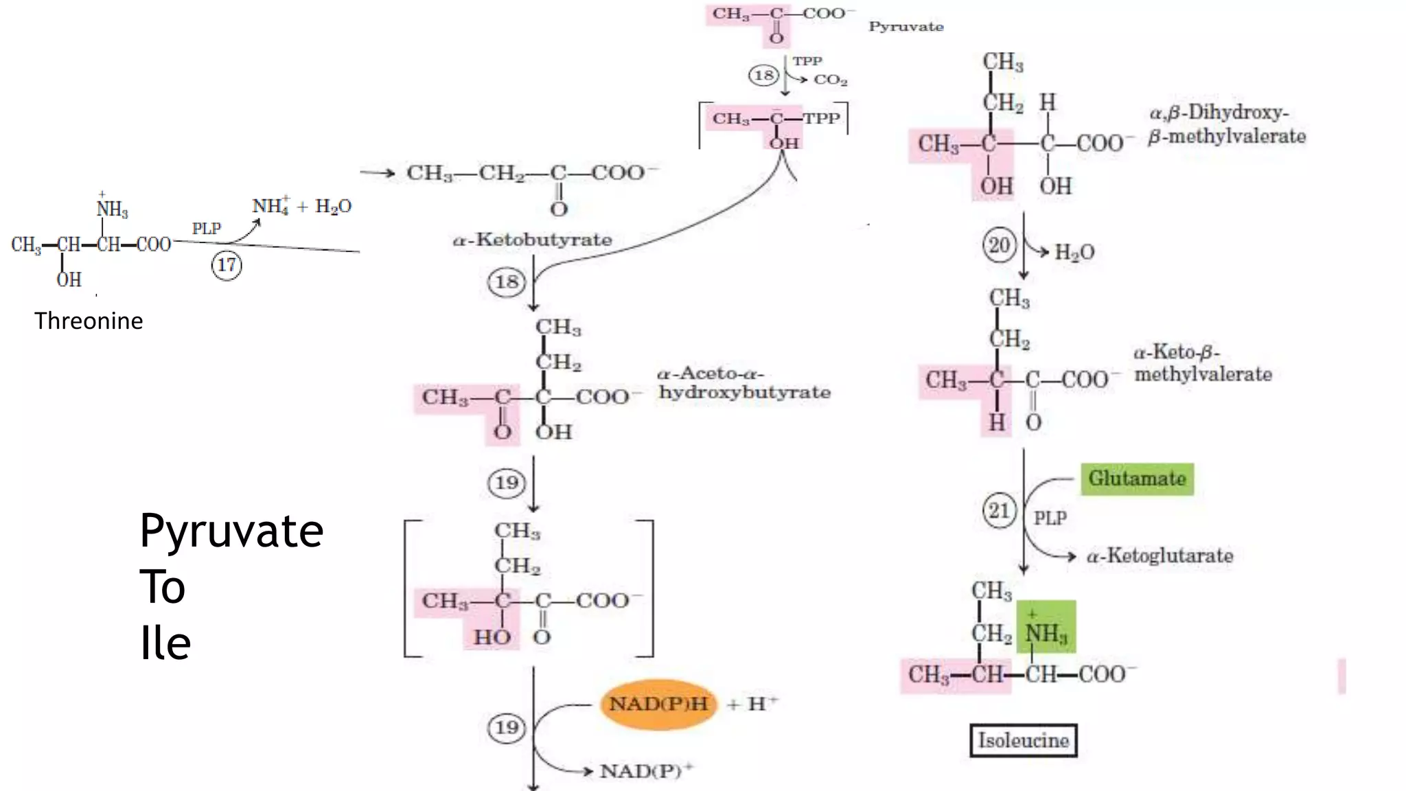 Classification of amino acids Prashant.pptx