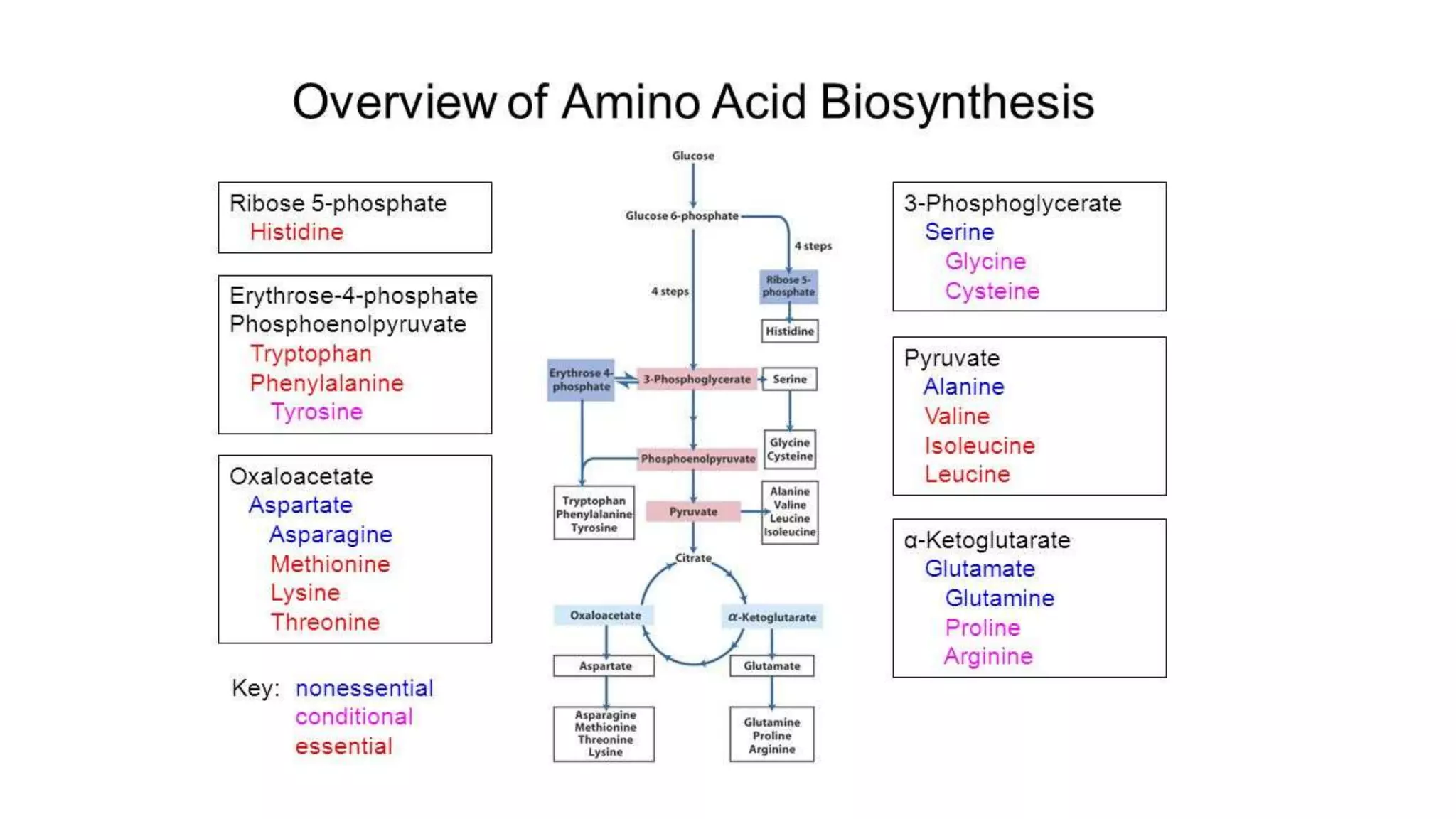 Classification of amino acids Prashant.pptx