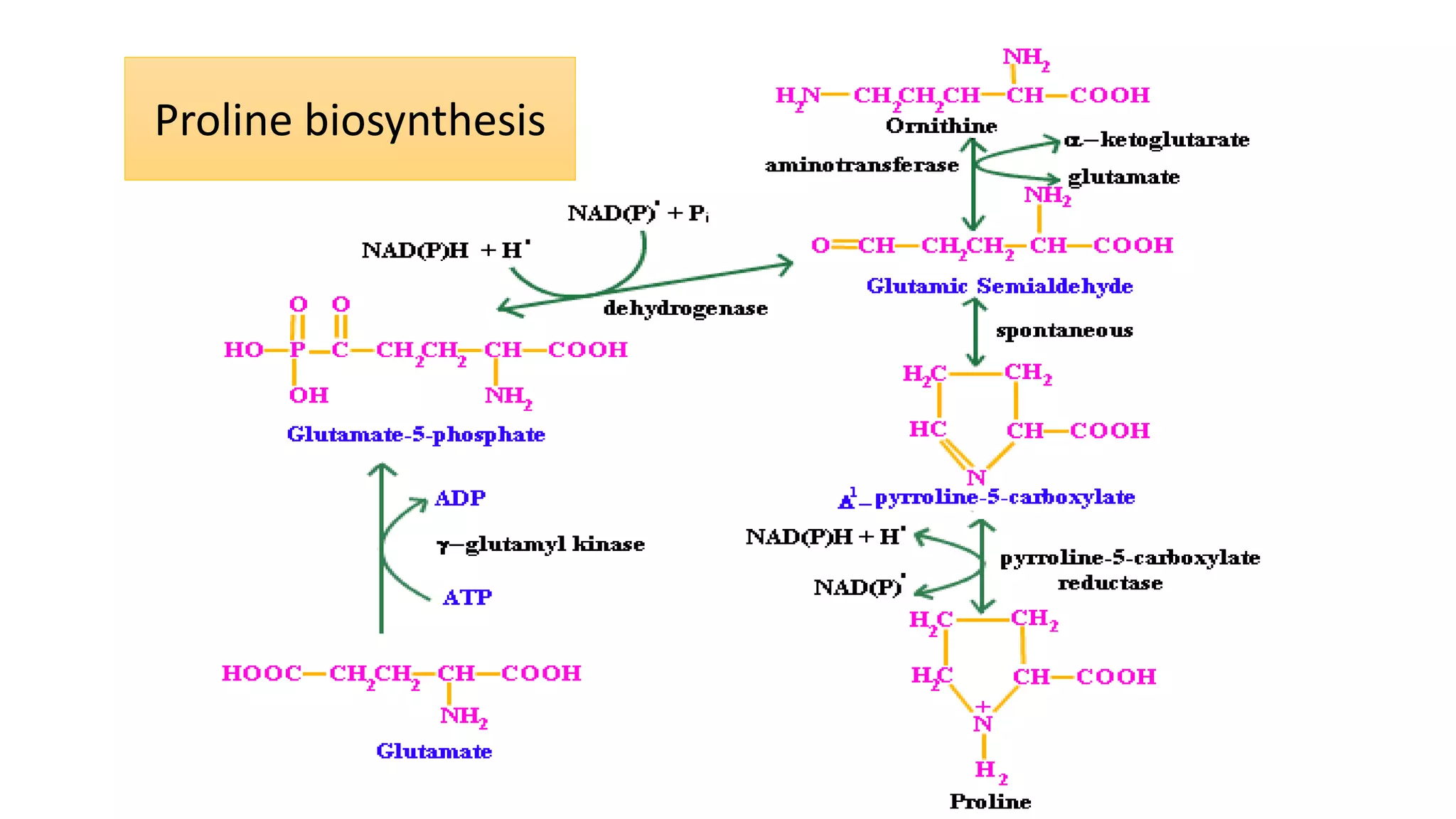 Classification of amino acids Prashant.pptx