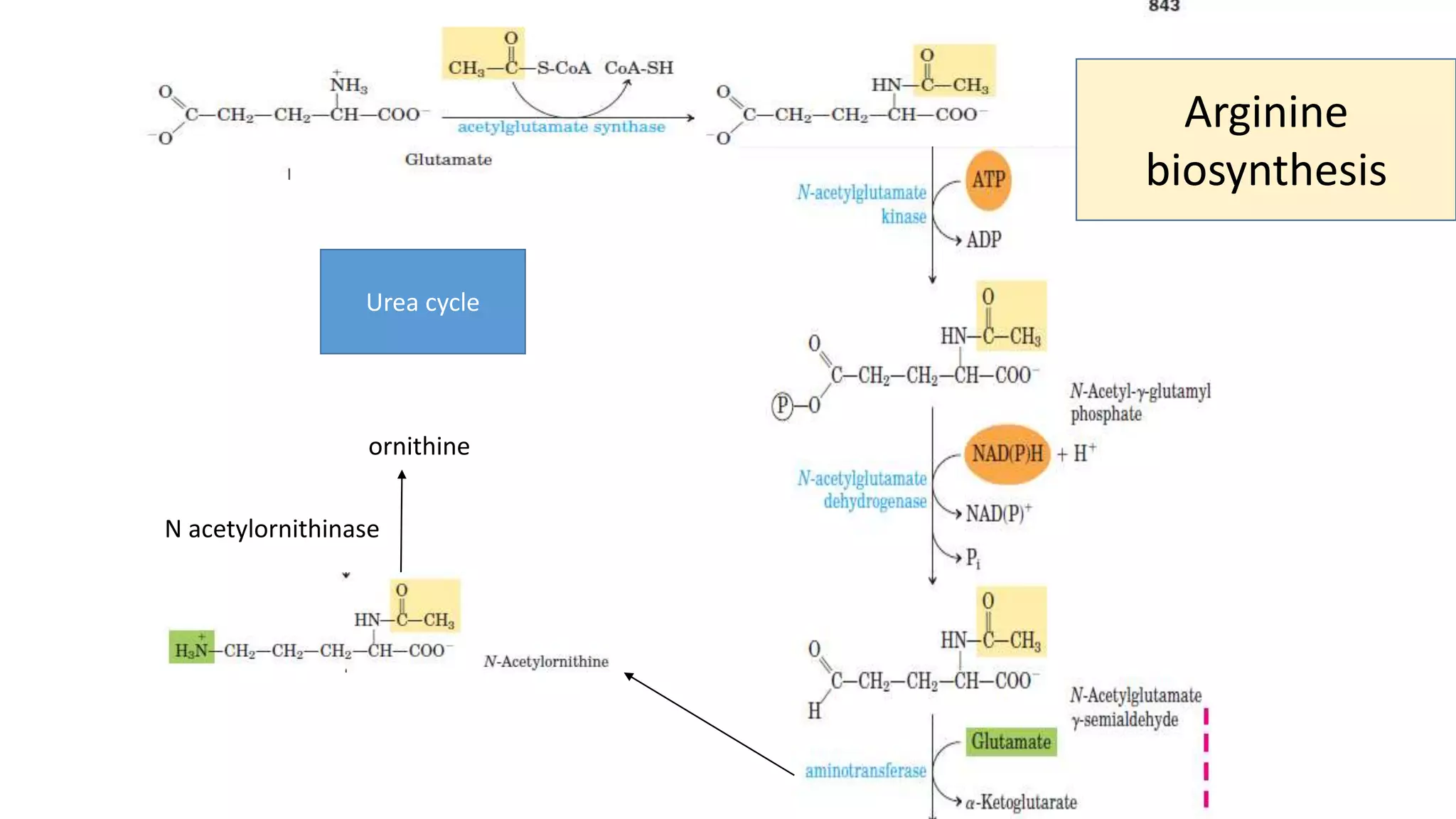 Classification of amino acids Prashant.pptx