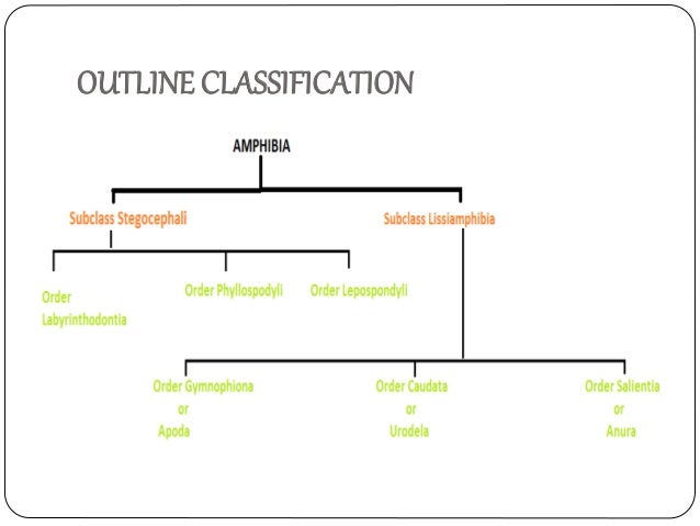 Classification of amphibia