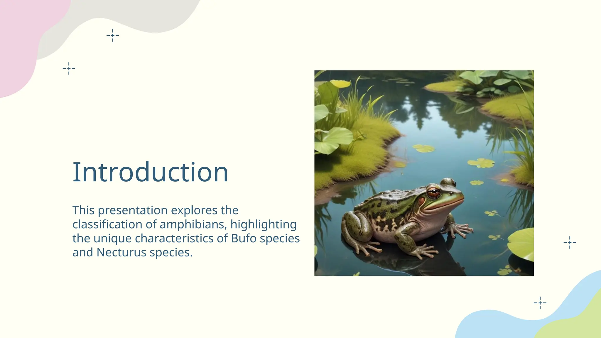 Classification of Amphibian creature of animal kindom | PPT