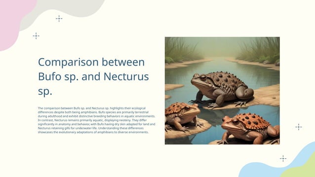 Classification of Amphibian creature of animal kindom | PPT