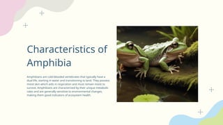 Classification of Amphibian creature of animal kindom | PPT