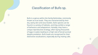 Classification of Amphibian creature of animal kindom | PPT