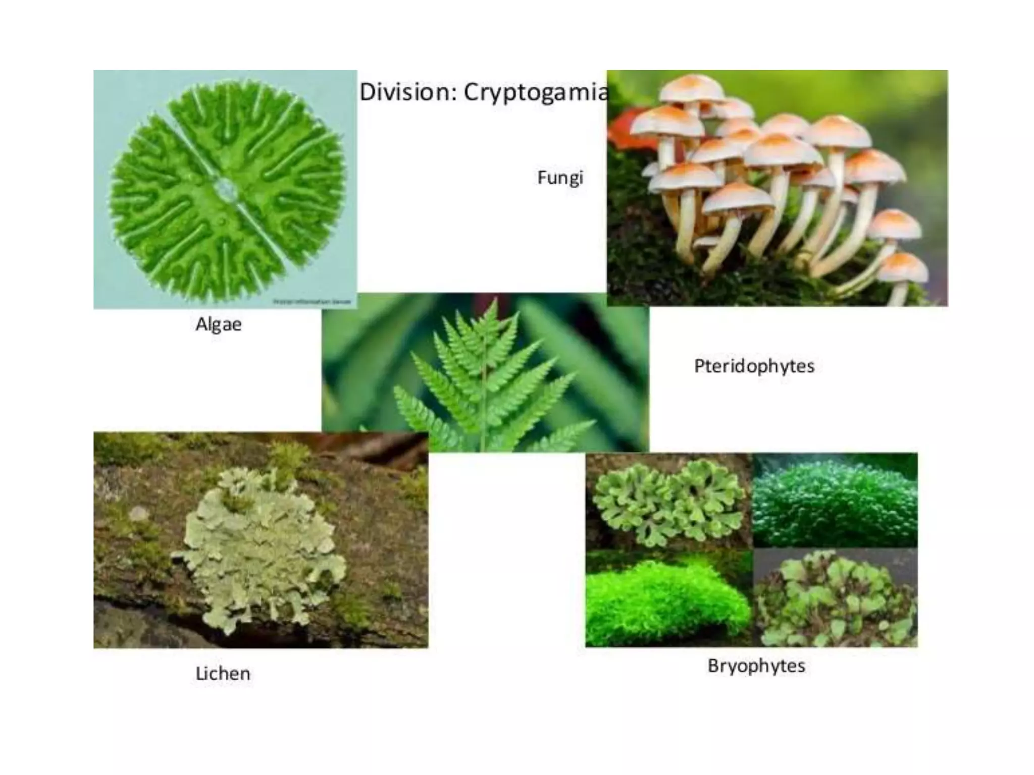 Classification of angiosperm | PPTX