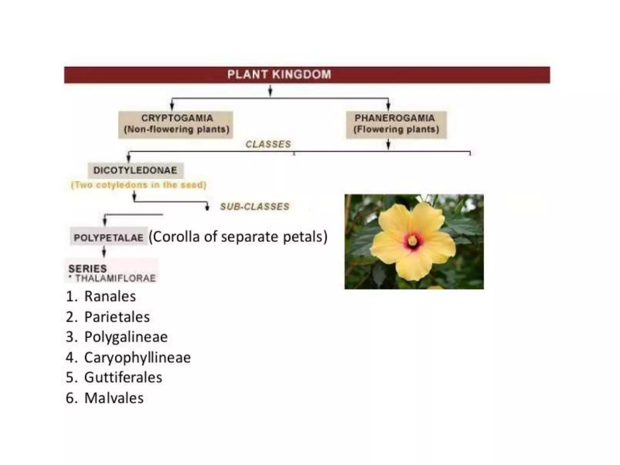Classification of angiosperm | PPT