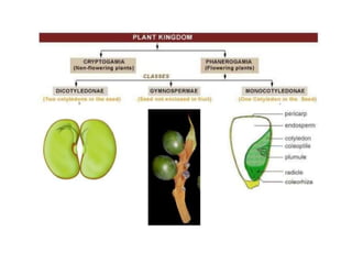 Classification of angiosperm | PPT