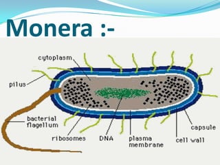 Classification of animal | PPTX