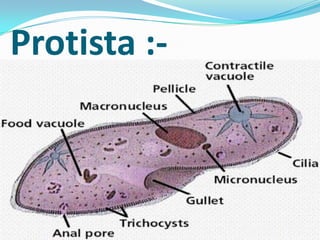 Classification of animal | PPTX