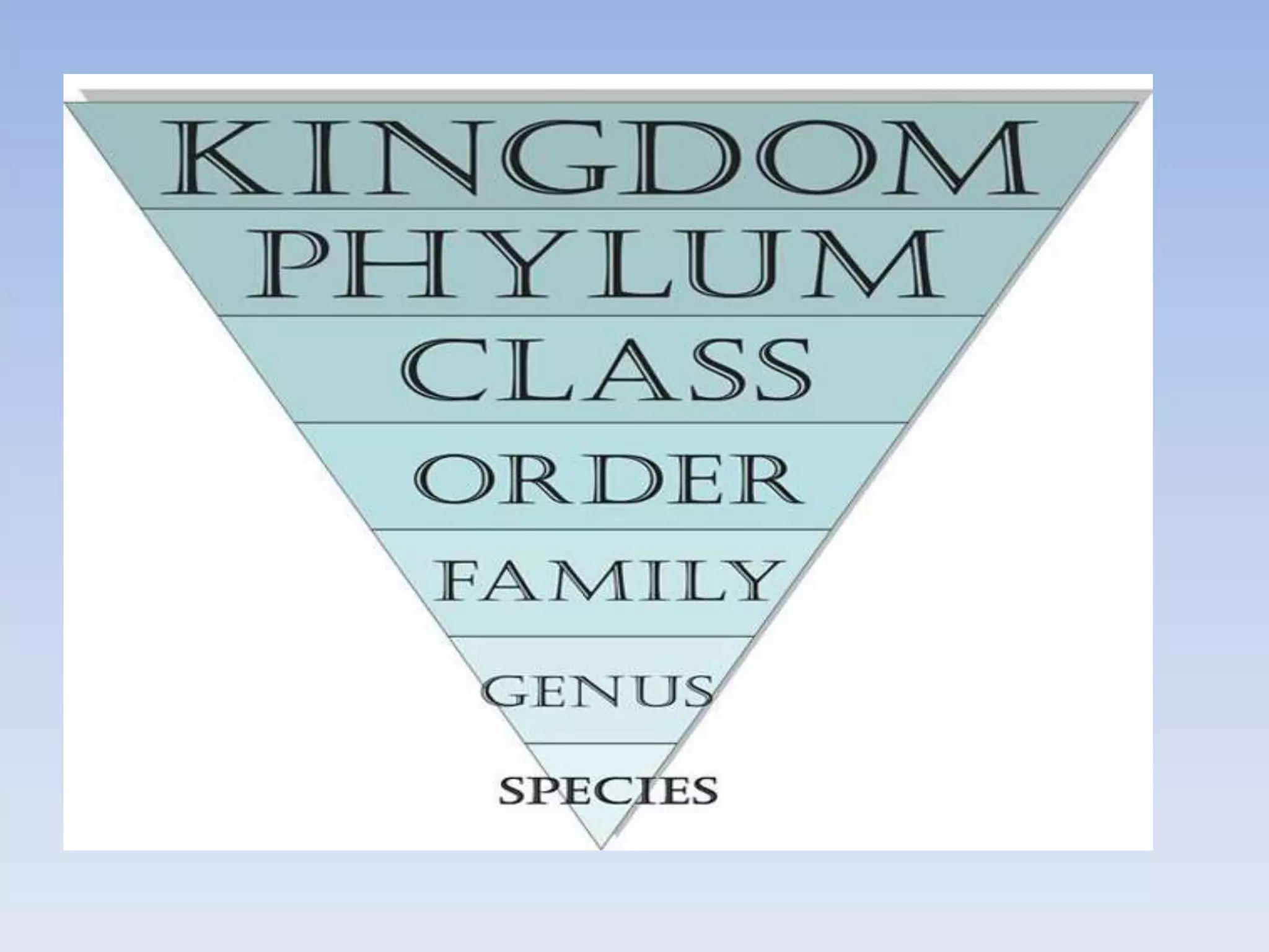 Classification of animal kingdom | PPTX