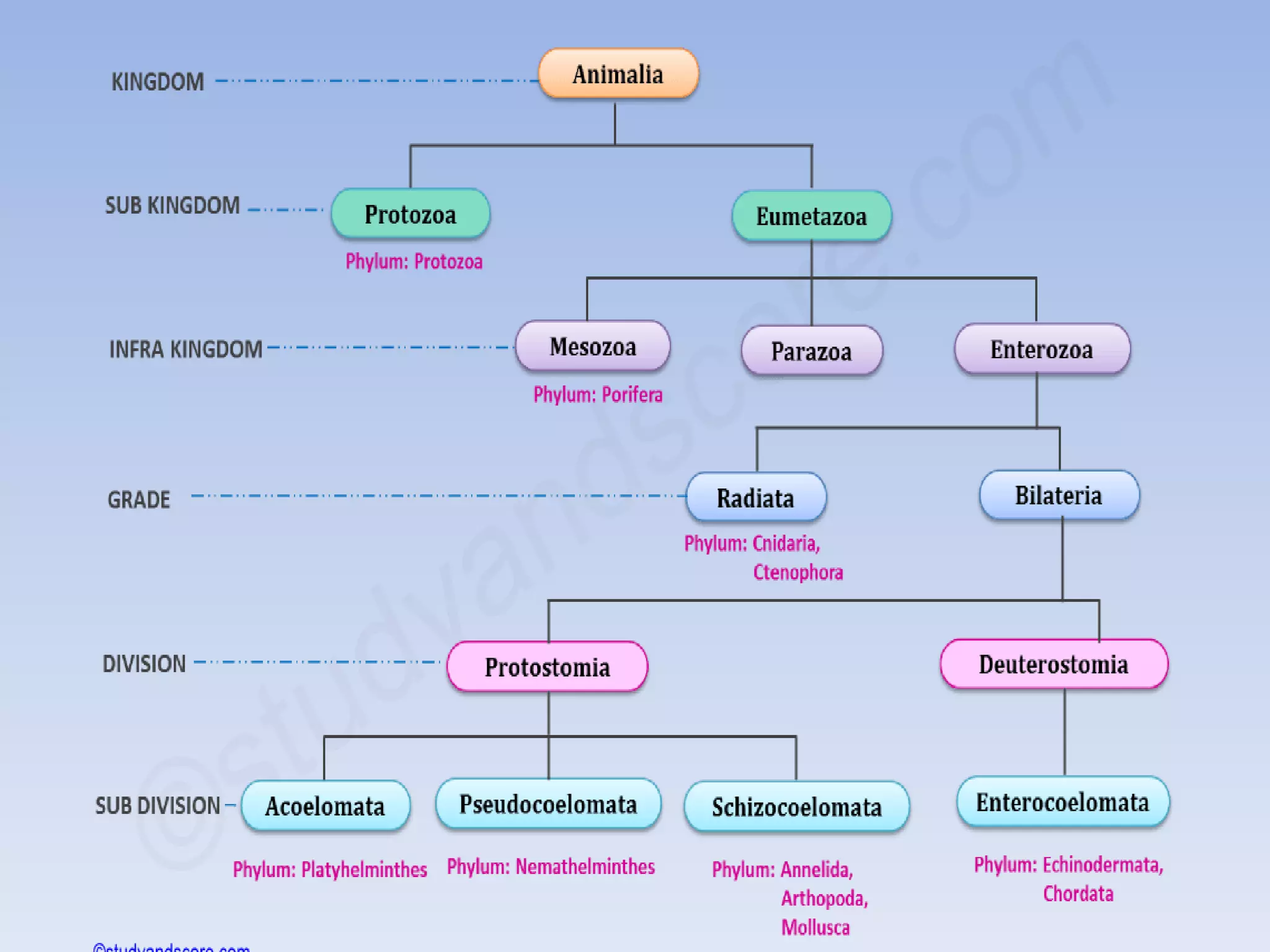 Classification of animal kingdom | PPTX