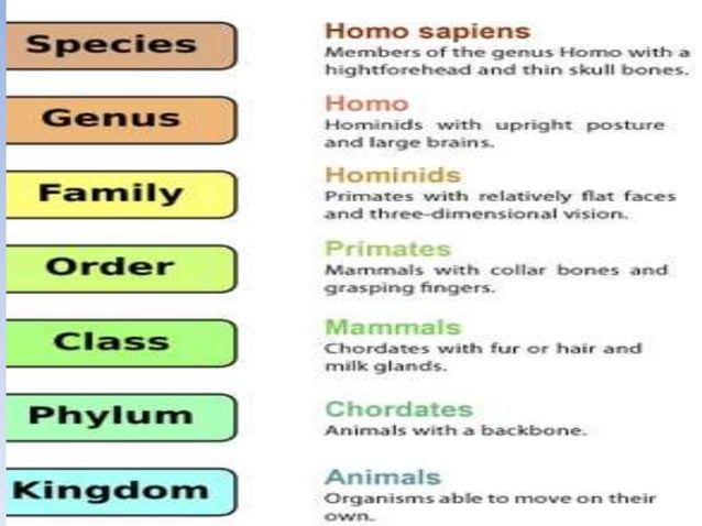 Classification of animal kingdom | PPTX | Biological Sciences | Science