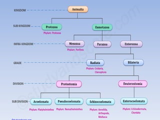 Classification Of Animal Kingdom
