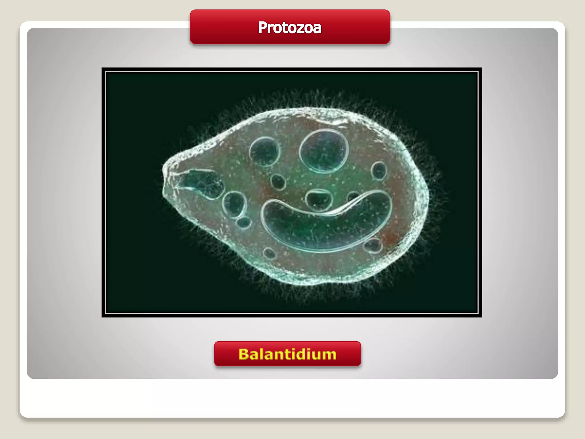 Classification Of Animal Kingdom syllabus.pptx