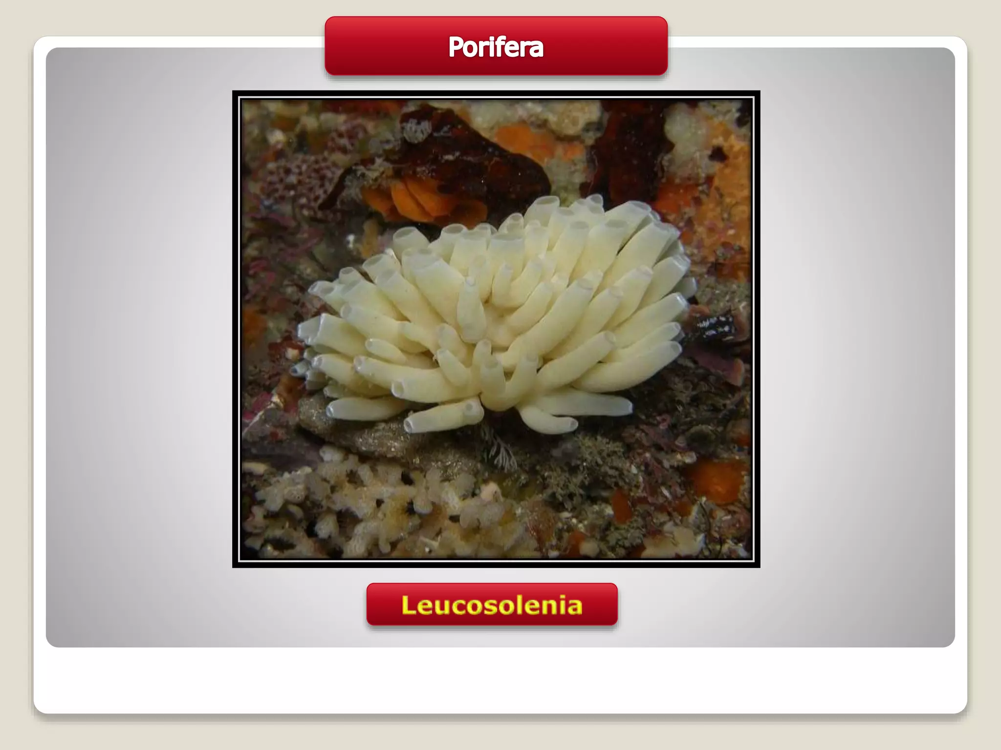 Classification Of Animal Kingdom syllabus.pptx