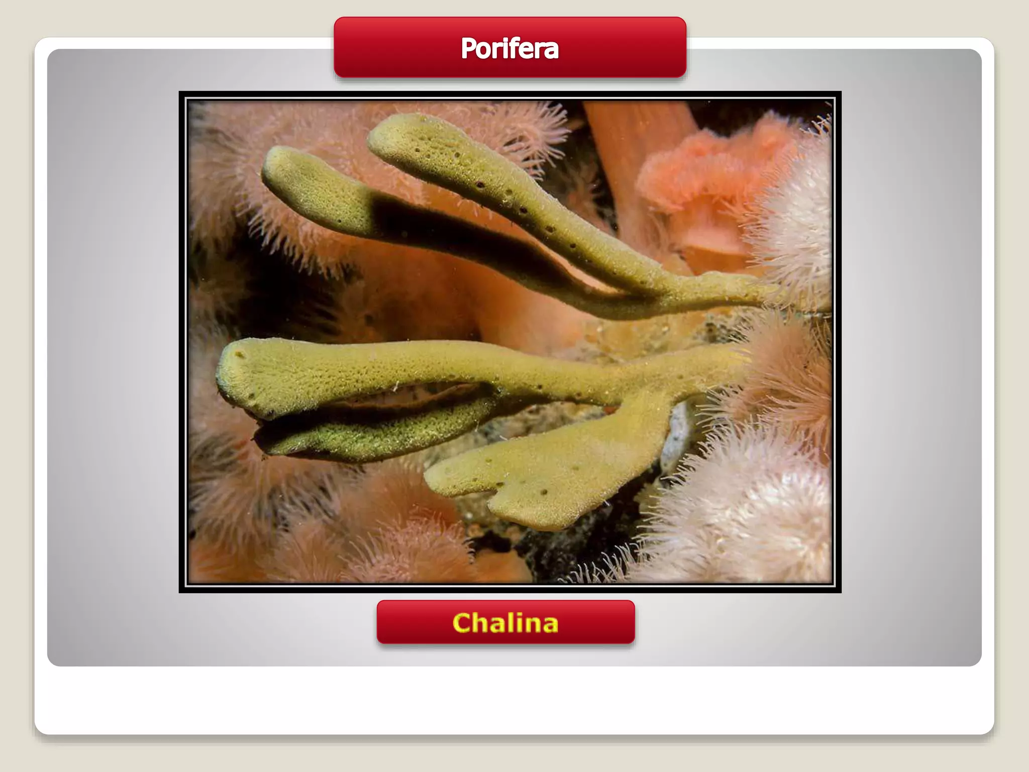 Classification Of Animal Kingdom syllabus.pptx