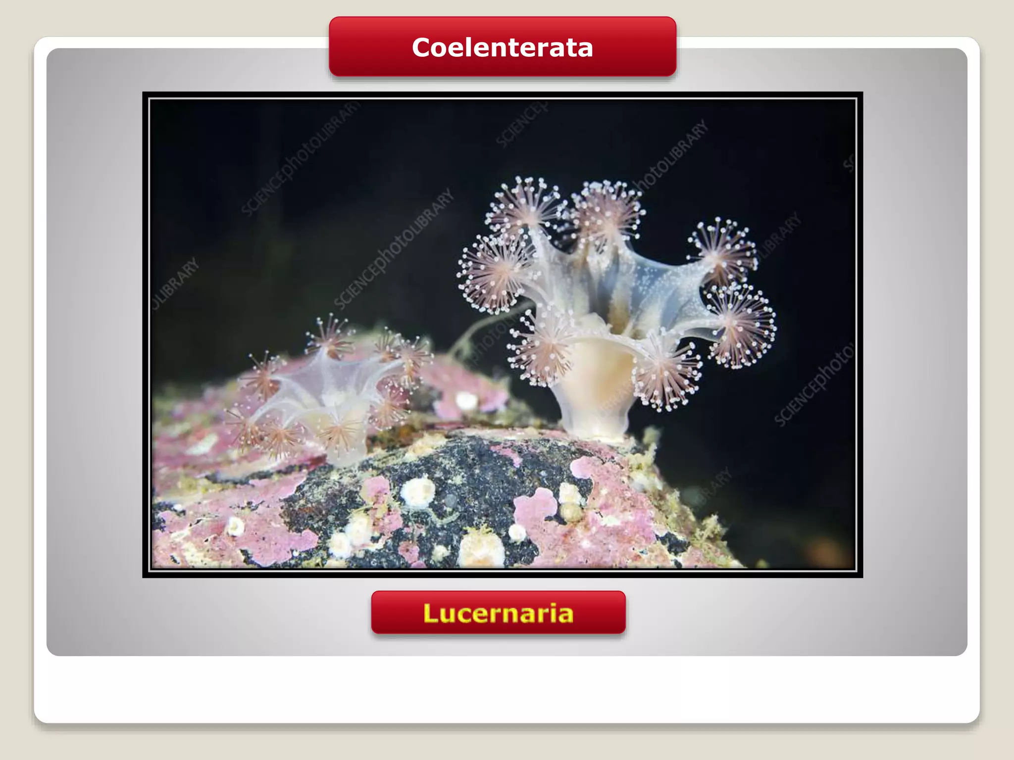 Classification Of Animal Kingdom syllabus.pptx