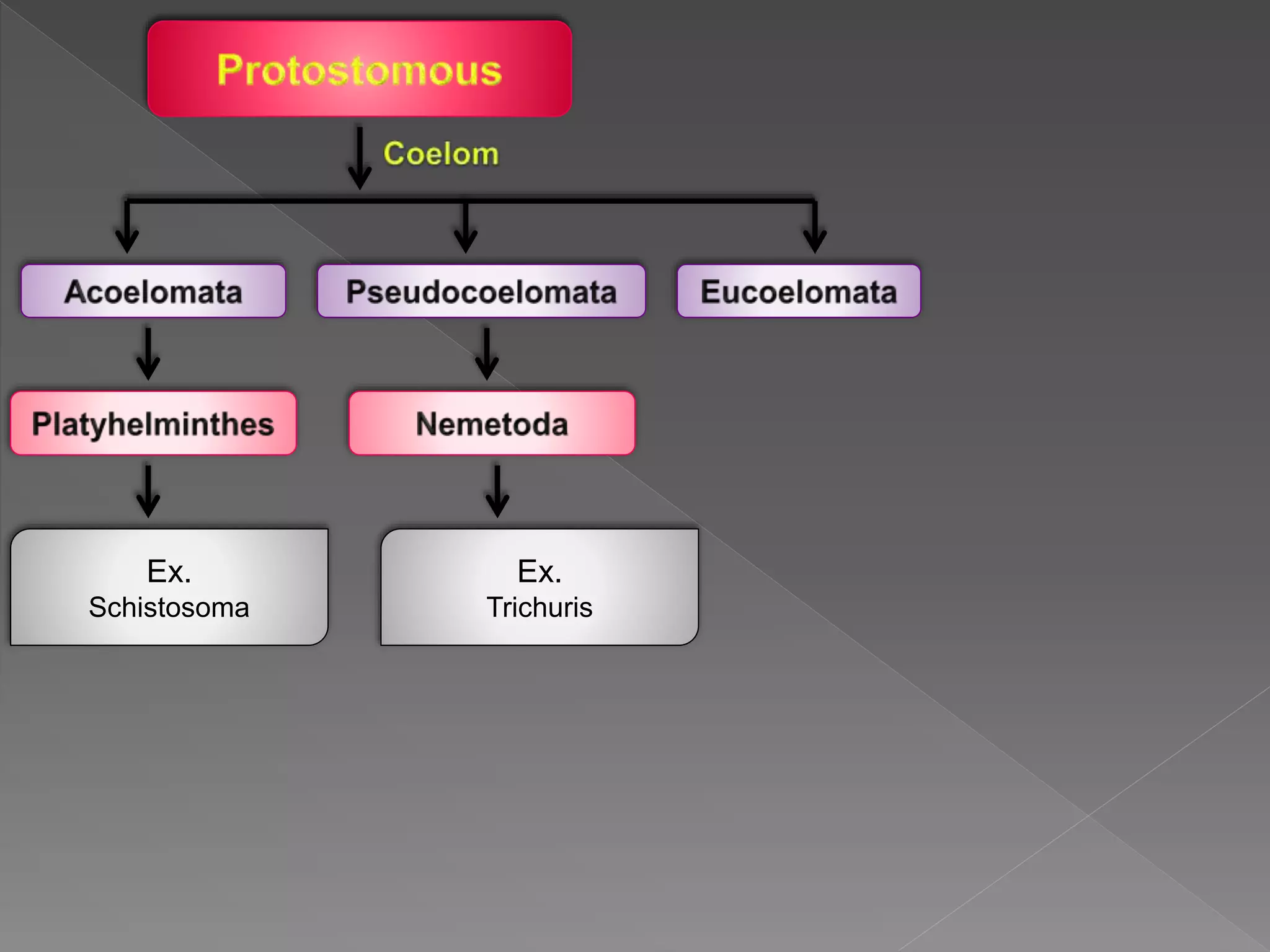 Classification Of Animal Kingdom syllabus.pptx