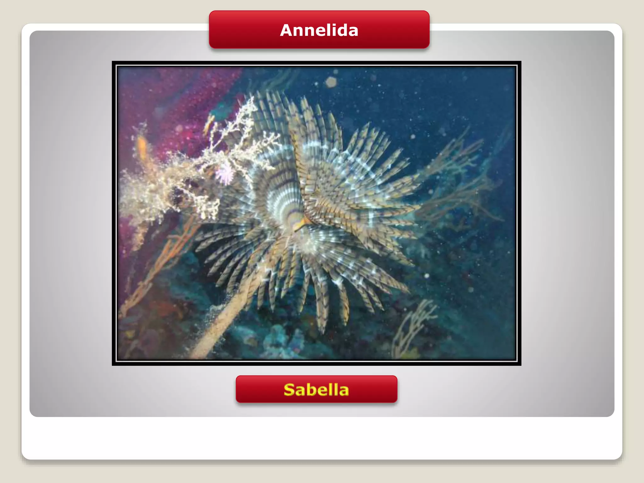 Classification Of Animal Kingdom syllabus.pptx