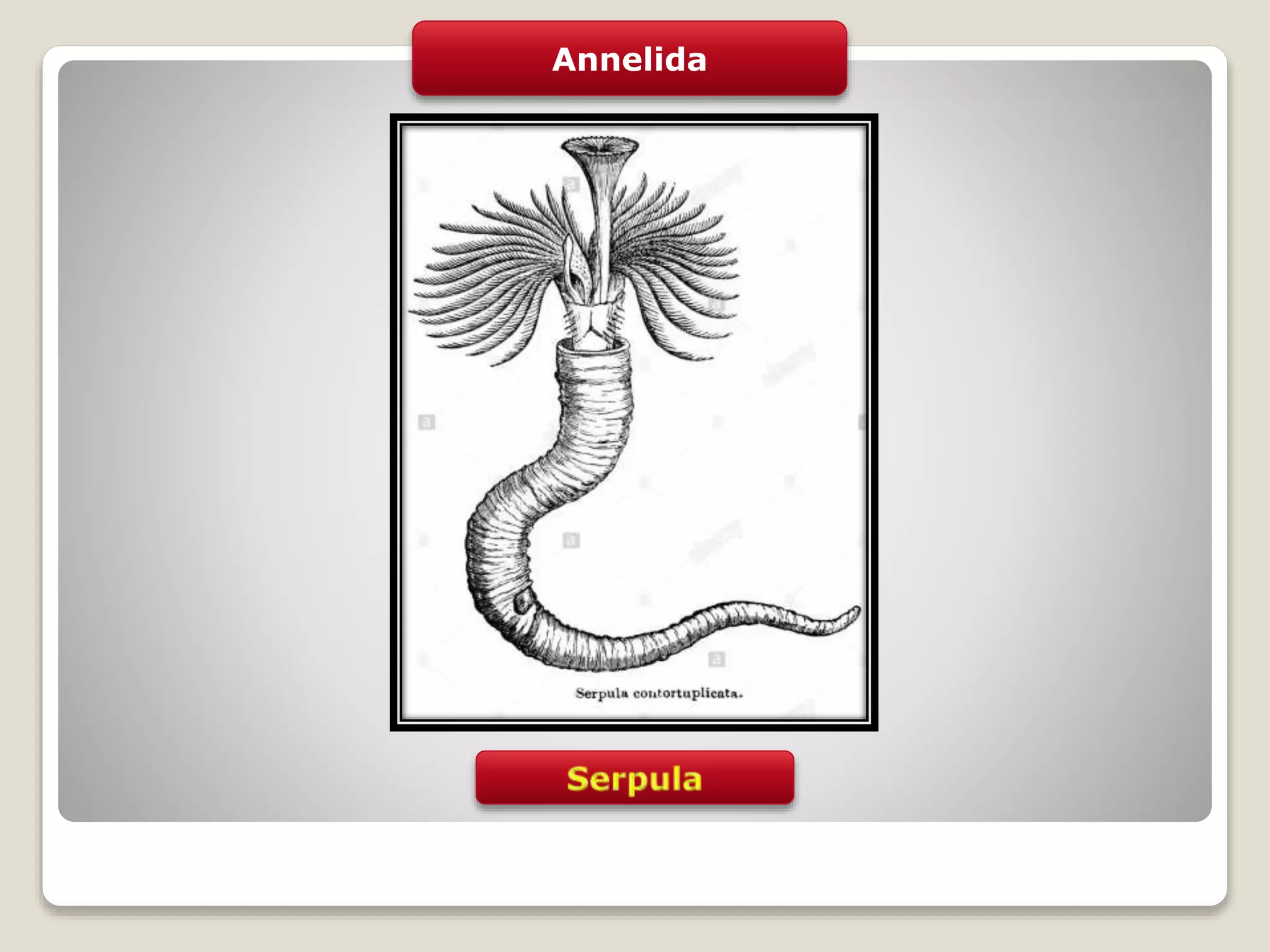 Classification Of Animal Kingdom syllabus.pptx