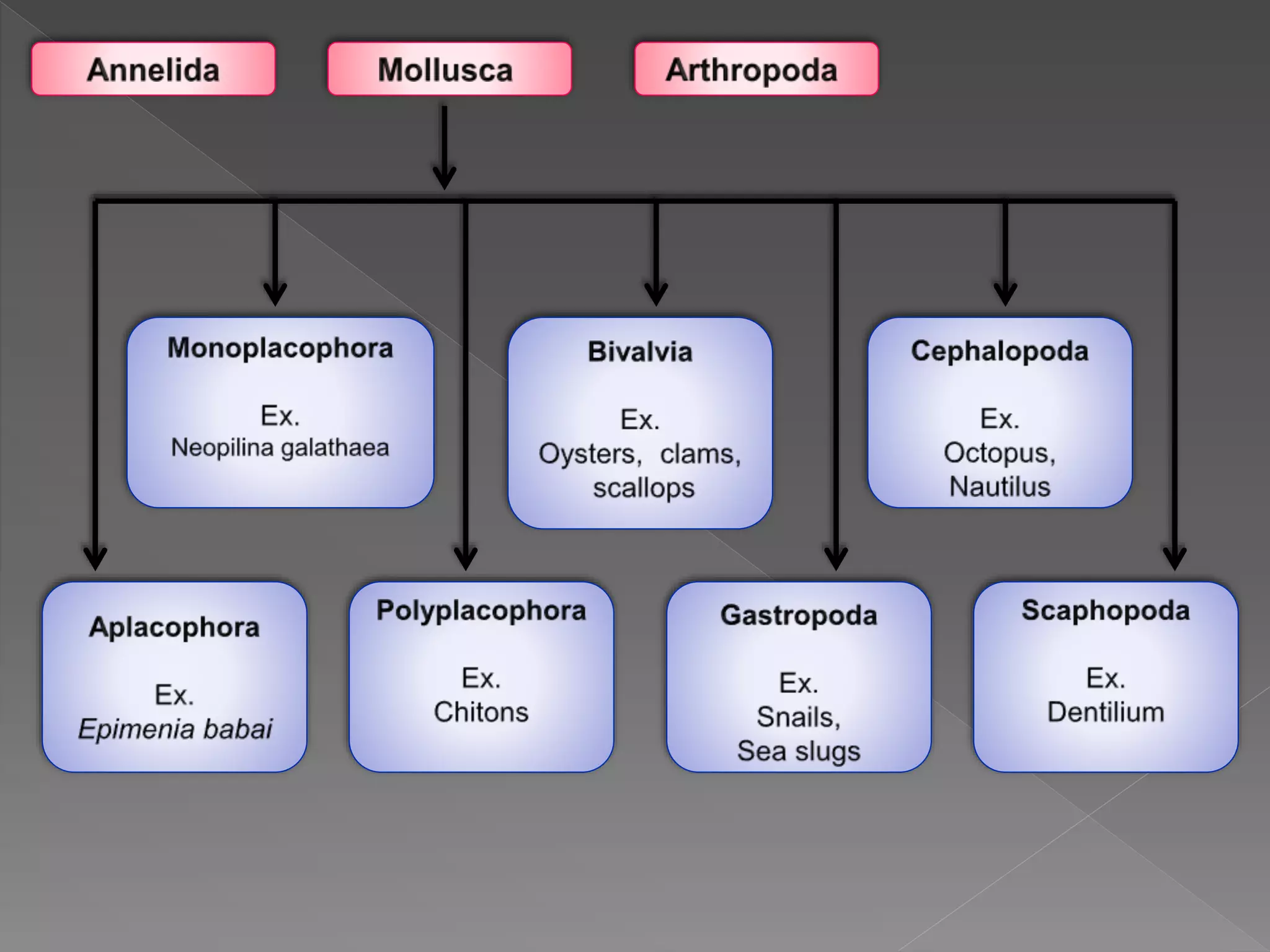 Classification Of Animal Kingdom syllabus.pptx