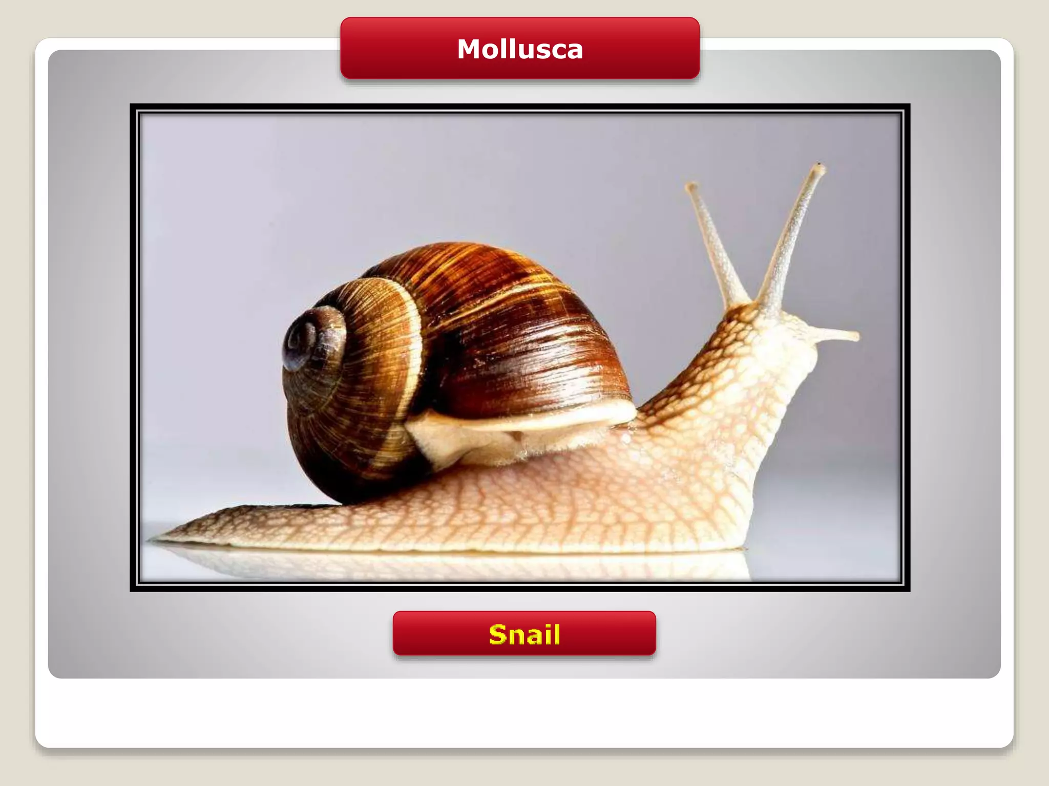 Classification Of Animal Kingdom syllabus.pptx