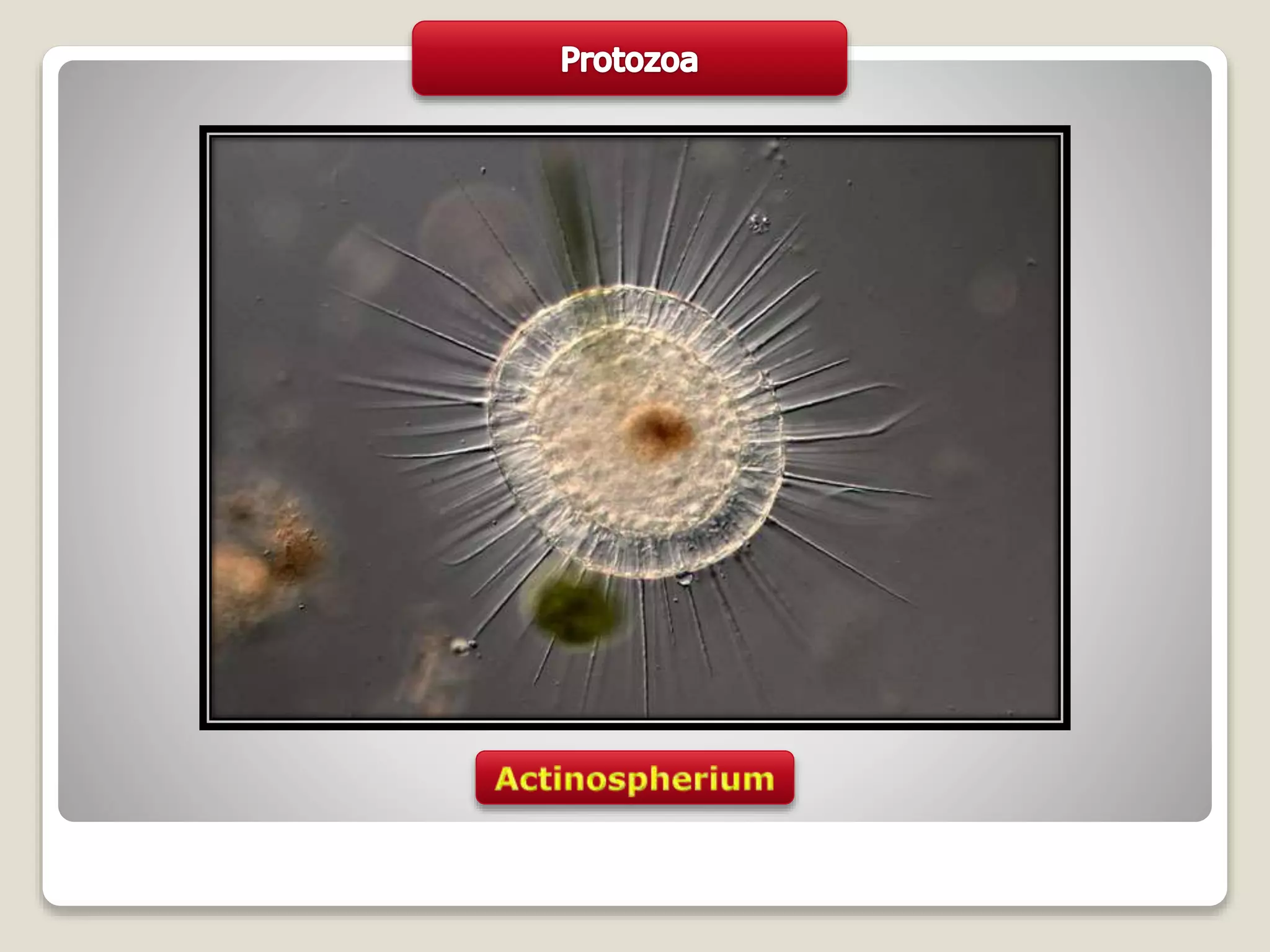 Classification Of Animal Kingdom syllabus.pptx