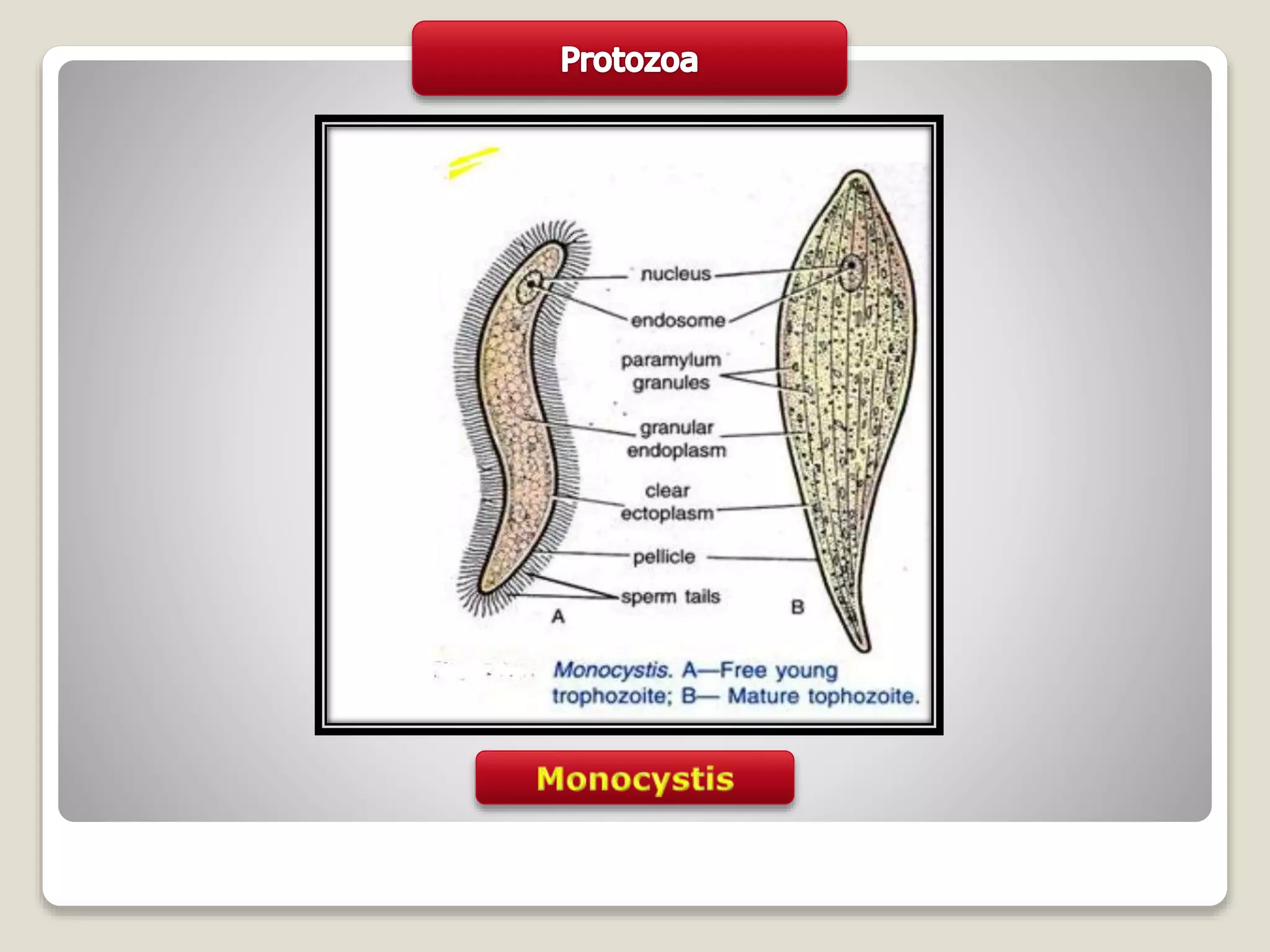 Classification Of Animal Kingdom syllabus.pptx
