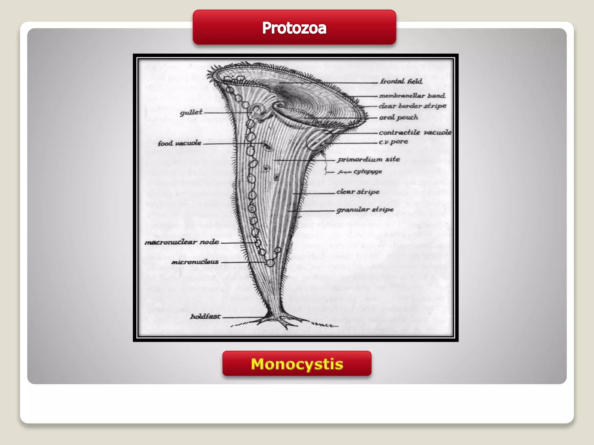 Classification Of Animal Kingdom syllabus.pptx