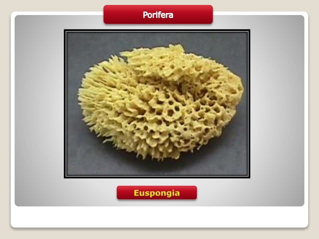 Classification Of Animal Kingdom syllabus.pptx