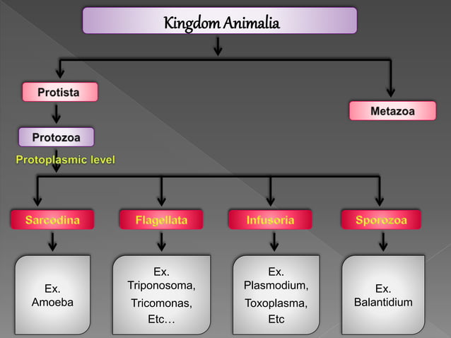 Classification Of Animal Kingdom syllabus.pptx