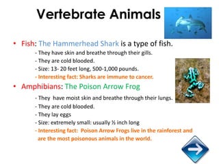 Classification Of Animals | PPTX
