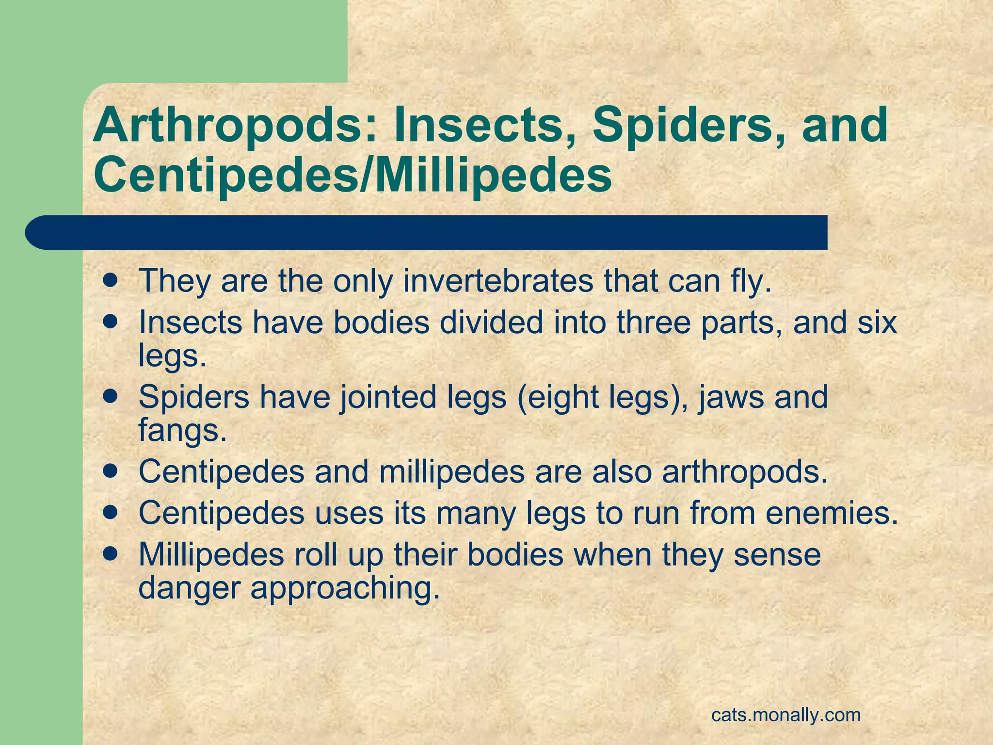 Classificationofanimals | PPT