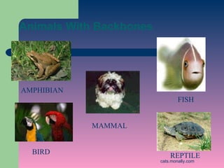 Classificationofanimals | PPT