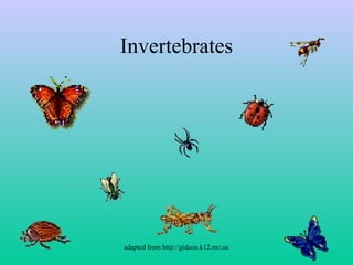 Classification of animals | PPT