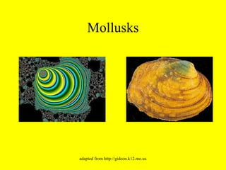 Classification of animals | PPT