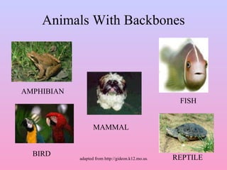 Animals Without Backbones
