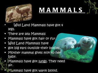 Classification of animals | PPT | Reptiles | Pets