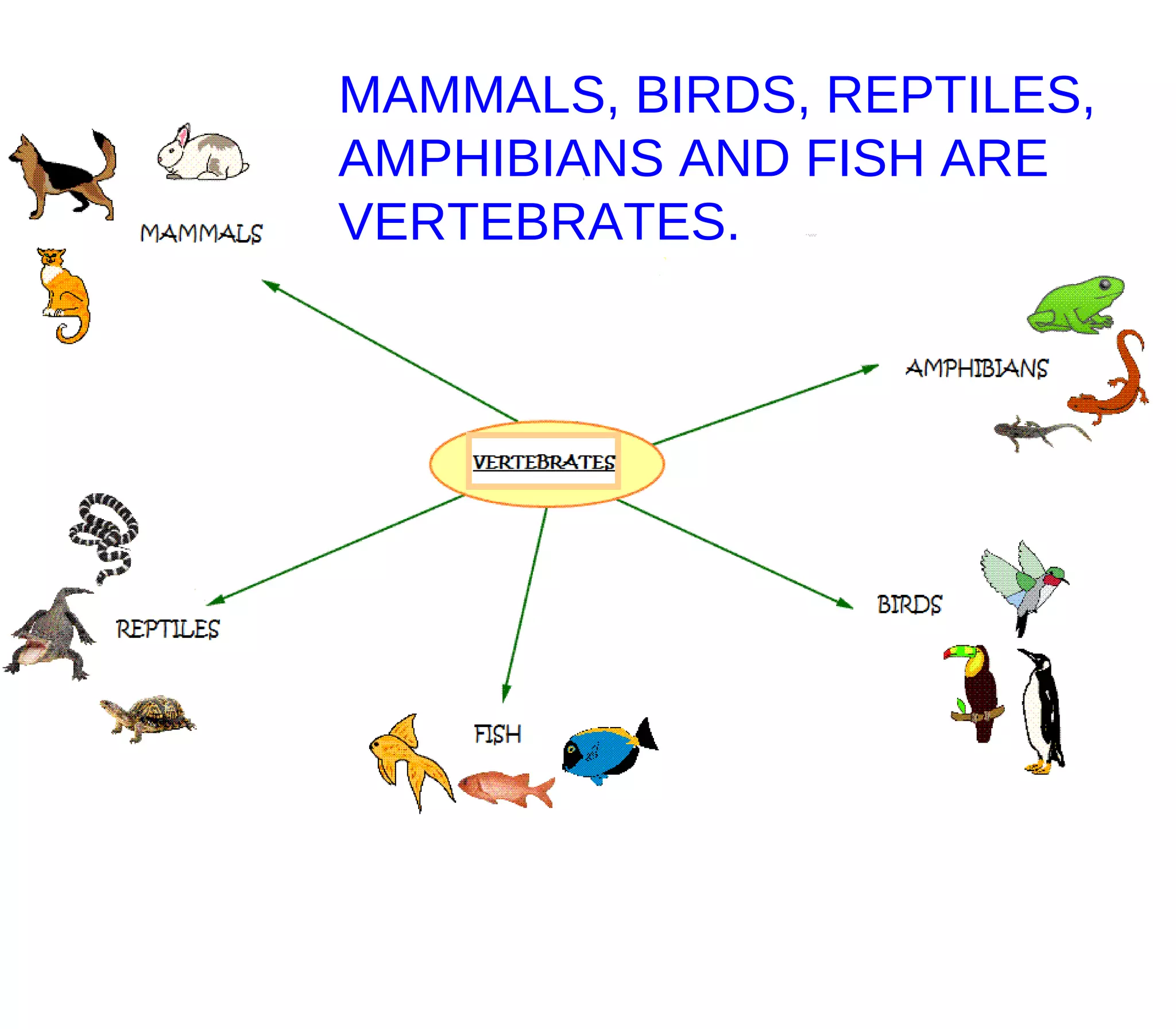 Classification of animals | PPT