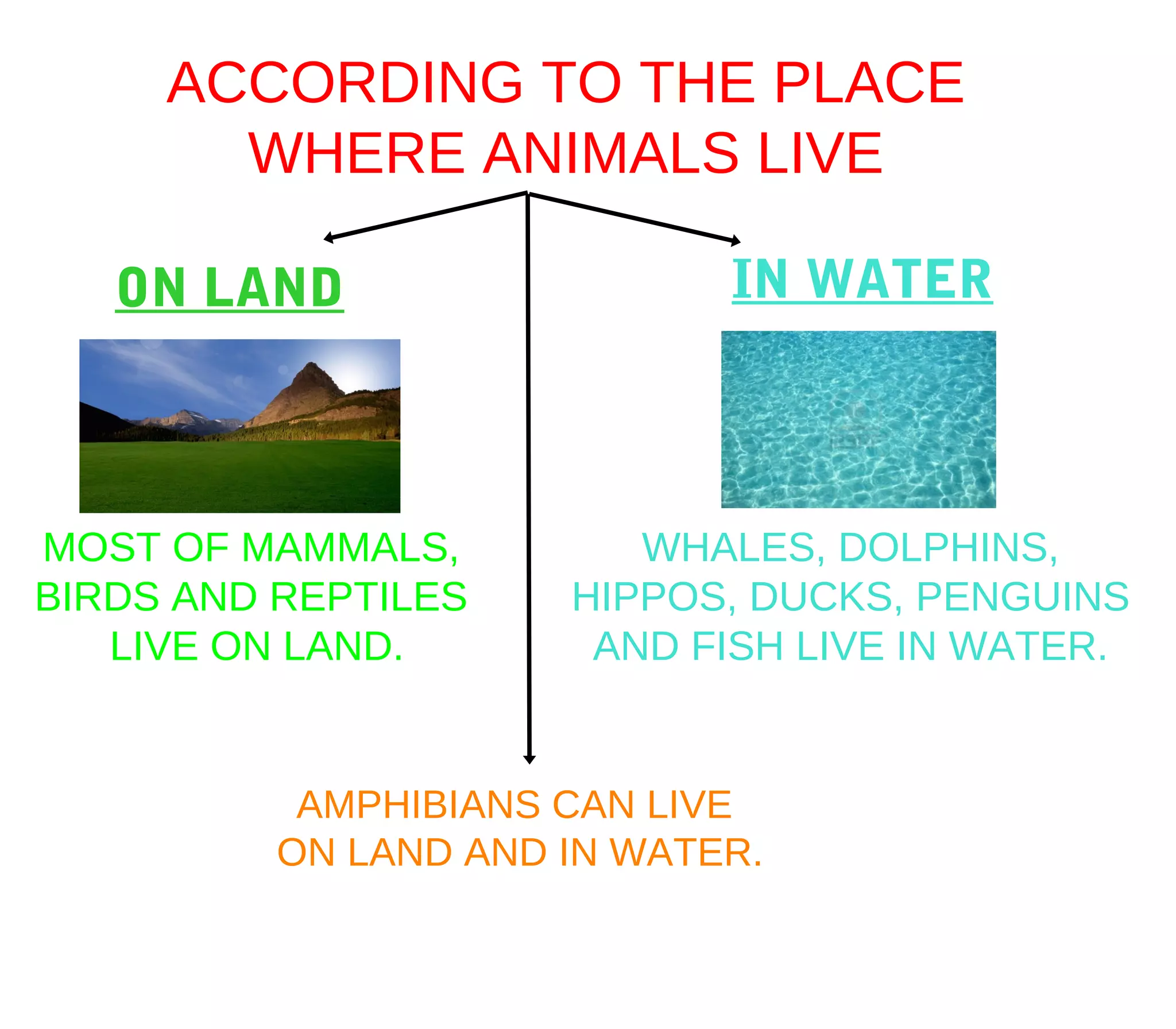 Classification of animals | PPT