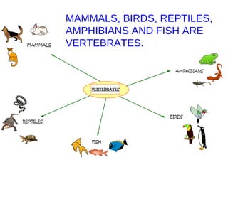 Classification of animals | PPT