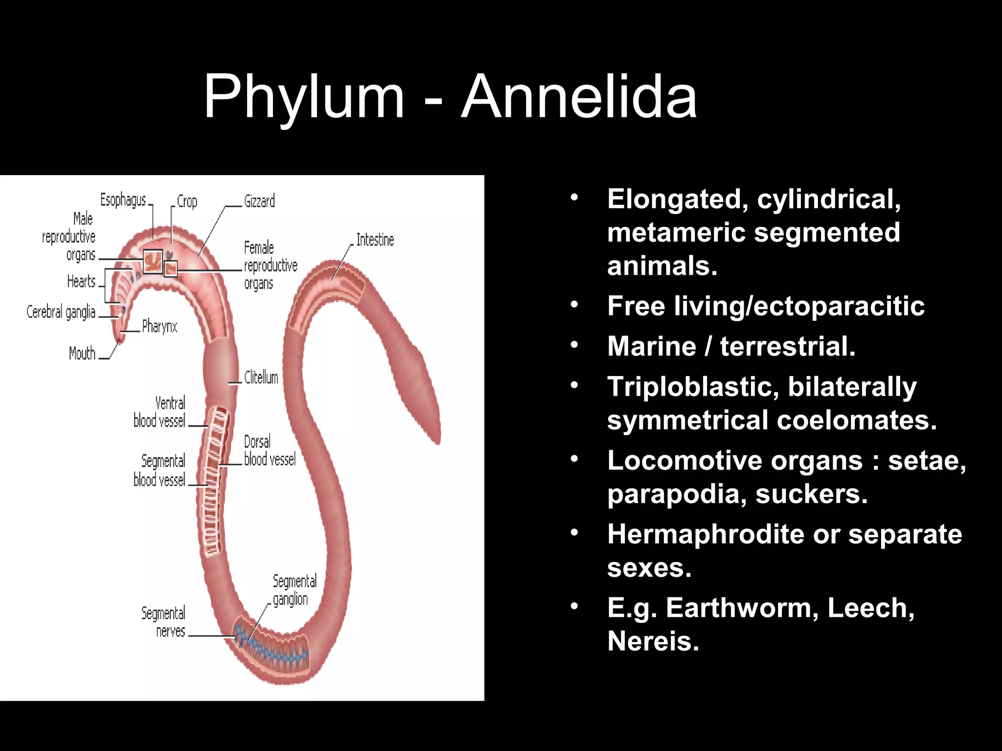 Classification of animals | PPT