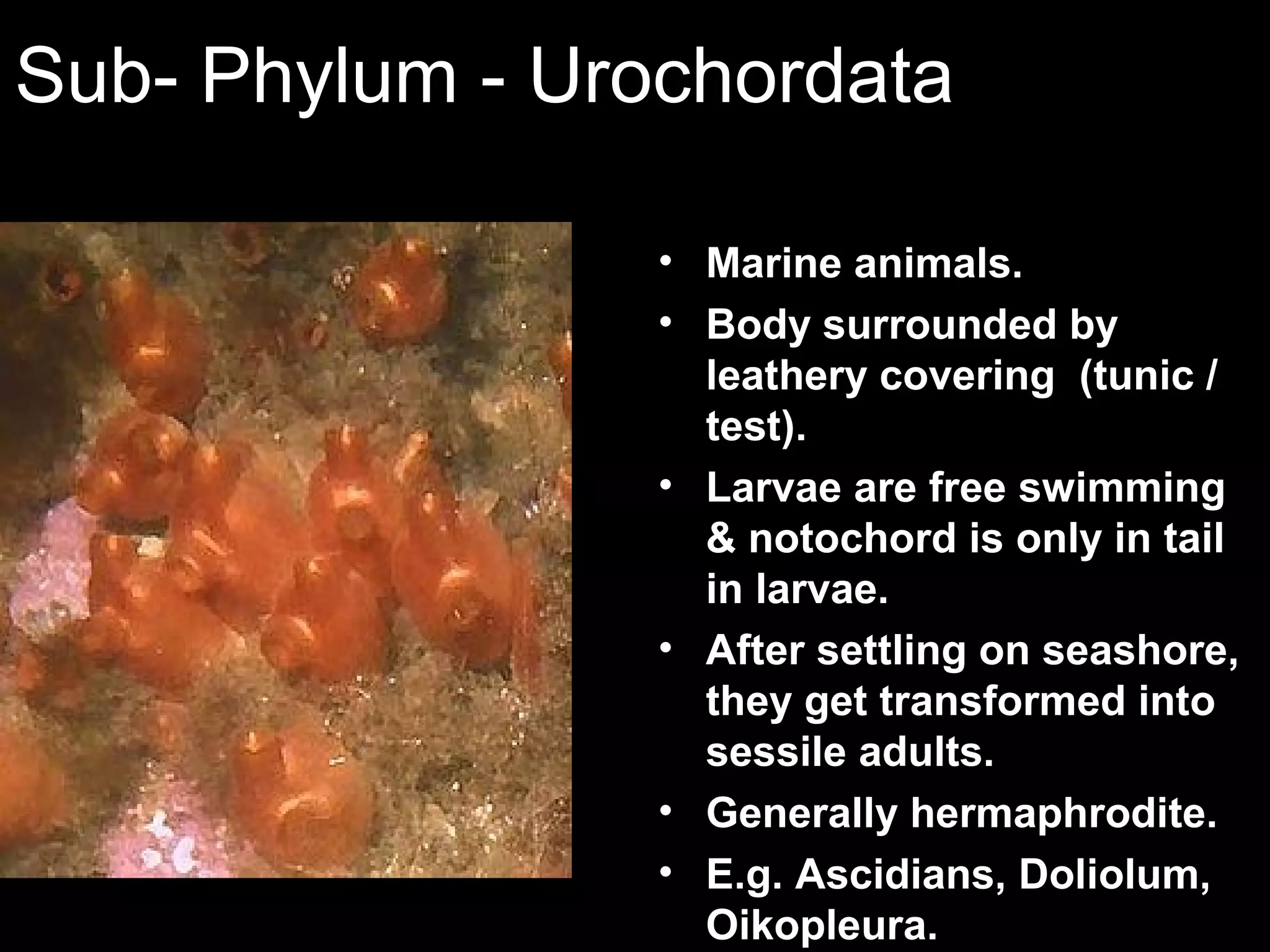 Classification of animals | PPT