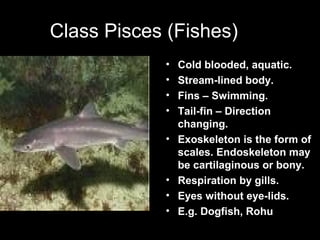 Classification of animals | PPT