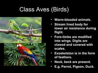 Classification of animals | PPT